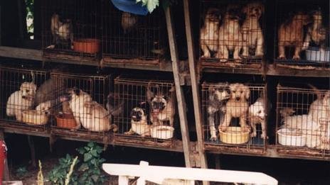 Petition · U.S. Residents: Ask Congress to Support the PUPS Act ...