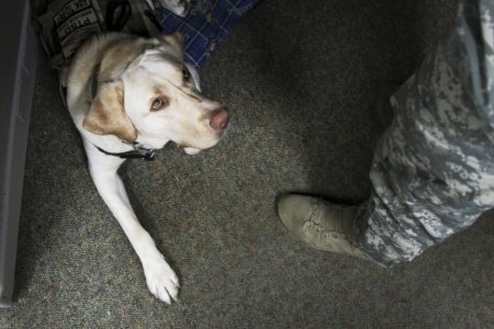 Petition · Tell The Government To Support Veterans' Use Of Service Dogs ...