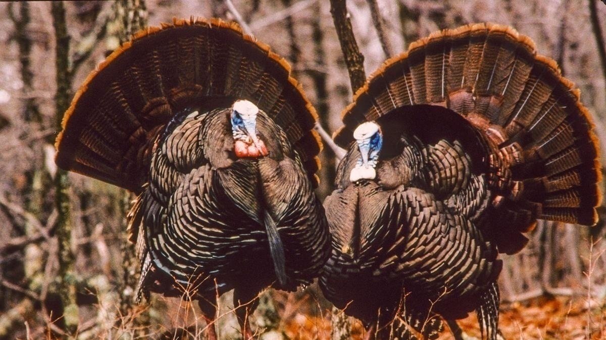 Petition · To outlaw rifle hunting Turkey in West Virginia - United ...
