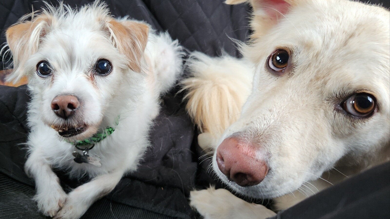 Petition · Give Woodland Dogs a Safe Space to Run — Support a Local Dog ...