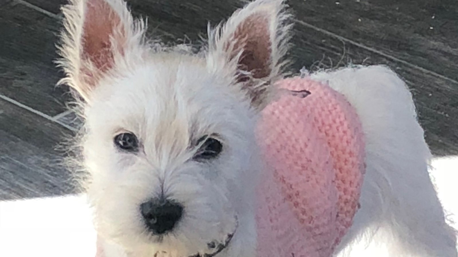 Petition · Allow dogs to be walked on a leash on Gerroa and Seven Mile ...