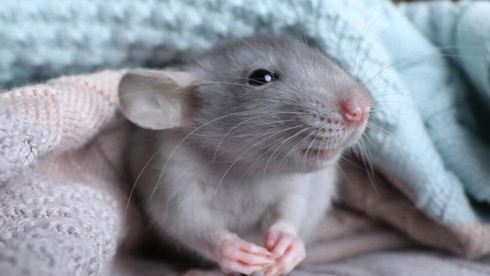 Petition · End Rat Discrimination In Billings. Old Law needs Amended ...