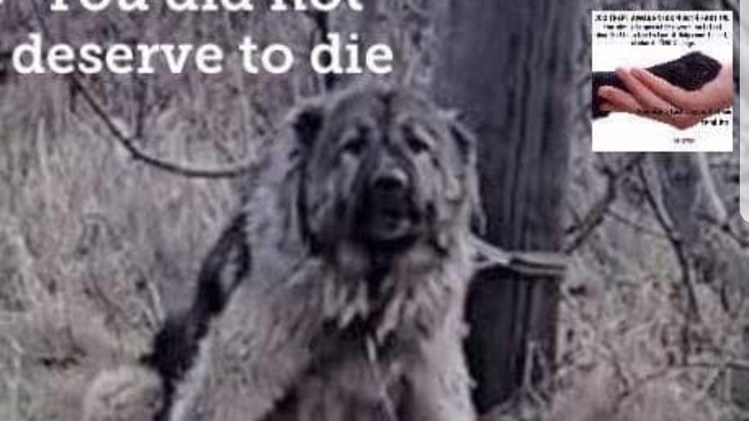 Petición · Police to be investigated after unwarranted shooting of an ...