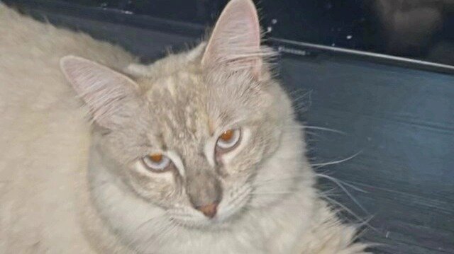 Petition · Bring My Stolen Cat Back from Colorado - United States ...