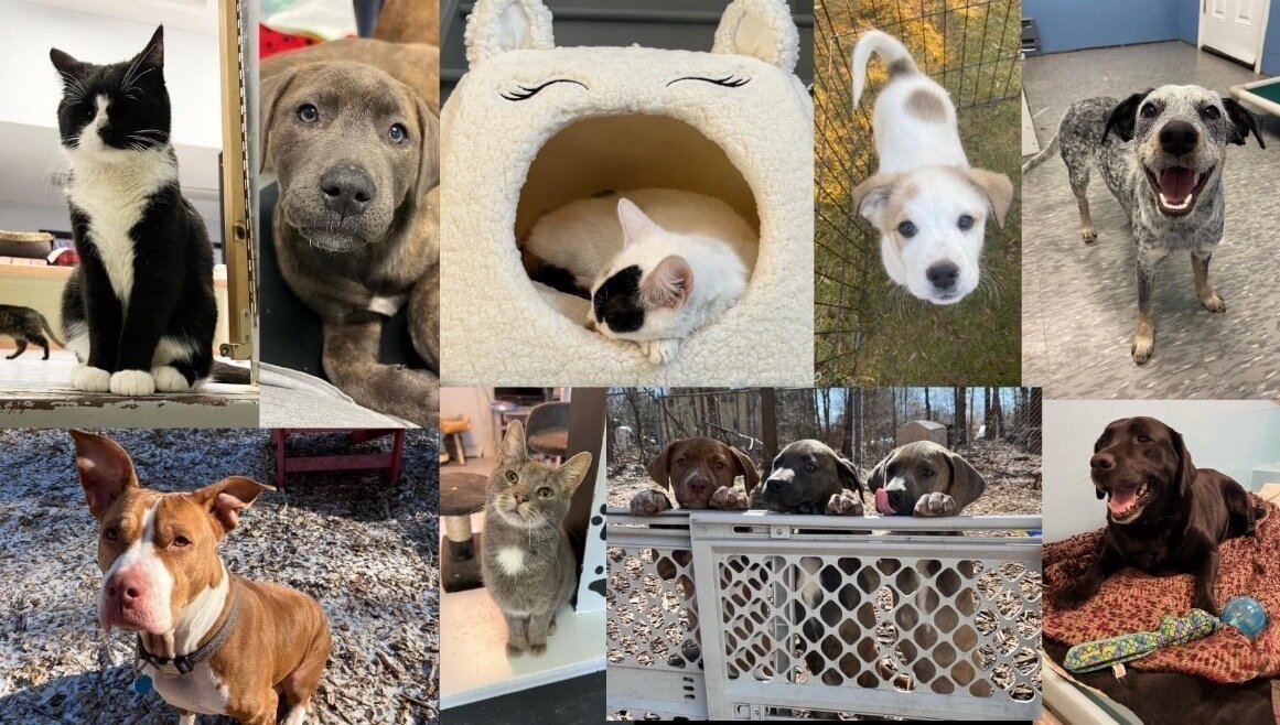 Petition · Prevent Our Local Animal Shelter from Closure - Westbrook ...