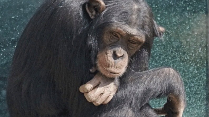 Petición · Liberen a Toti!! Antes que muera de tristeza . Traslado a ...