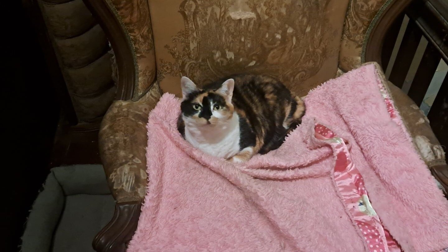 Petition · Help Get Tabby Back Home - United States · Change.org