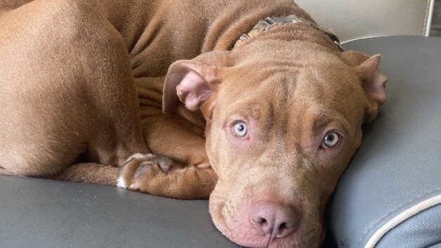 Petition · End Breed-Specific Bans, Focus on Responsible Ownership ...