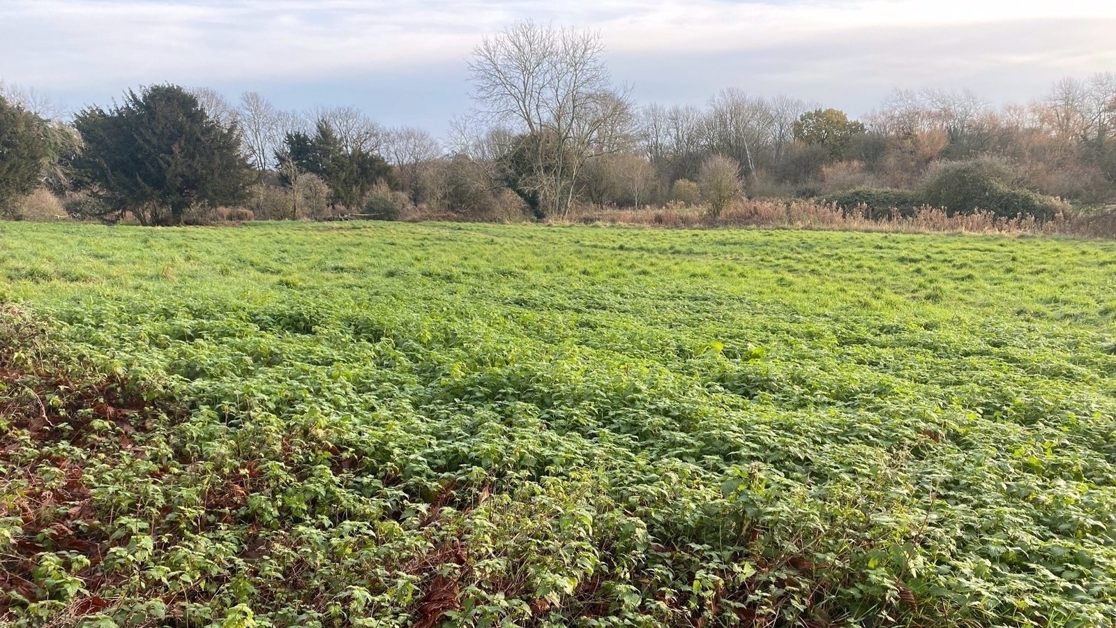 Petition · Holywell Ponds in Peterborough must remain Wild - United ...