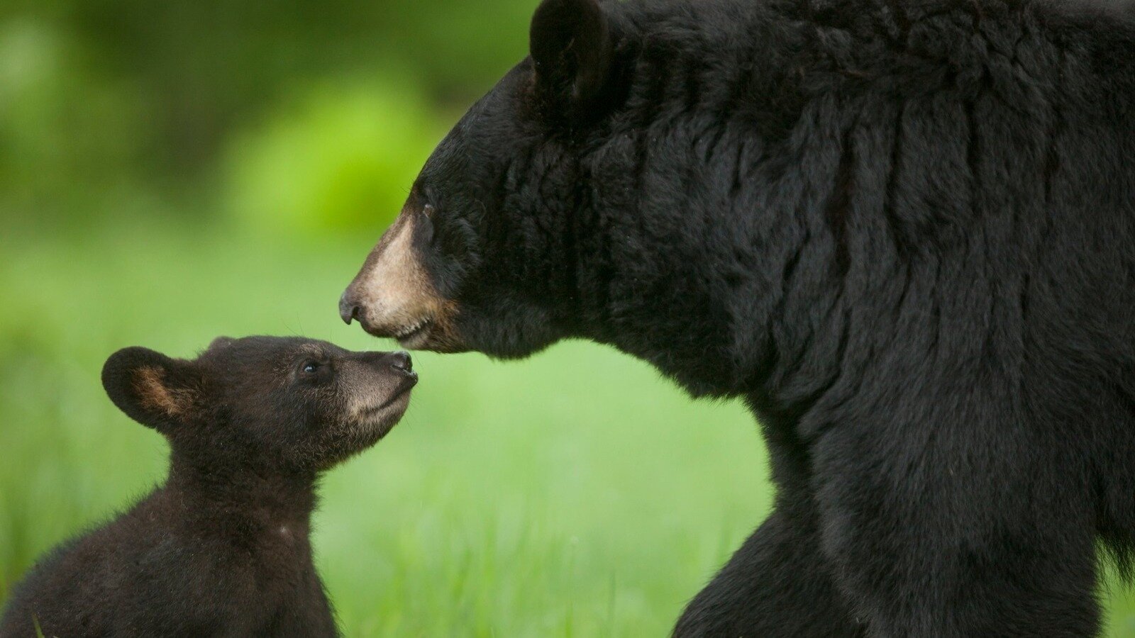 Petition · STOP THE FLORIDA BLACK BEAR TROPHY HUNT!!! - United States ...