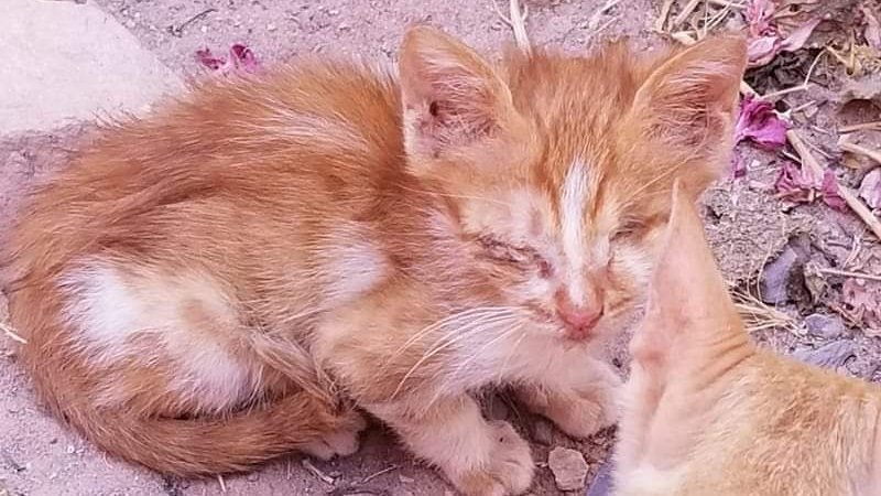 Petition · Help the Starving Stray Cats in Petra - Jordan · Change.org