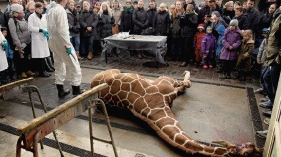 Petition · End the Inhumane Killing of Animals for Fur - United States ...