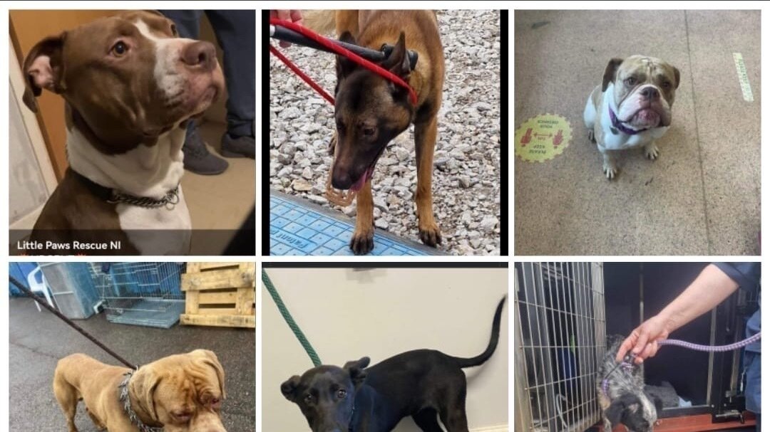 Petition · STOP THE SLAYING OF INNOCENT DOGS AND CATS! - United Kingdom ...