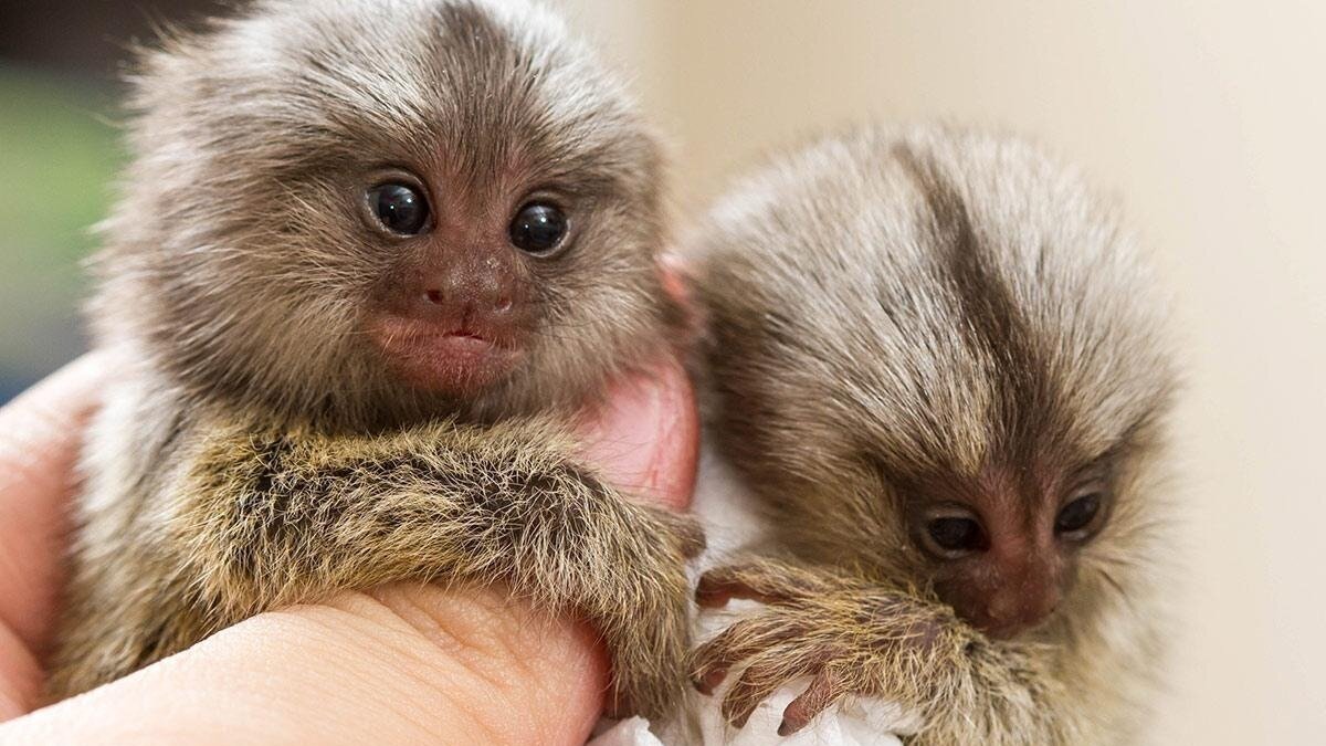 Petition · Ban Marmoset Ownership in Texas! - United States · Change.org