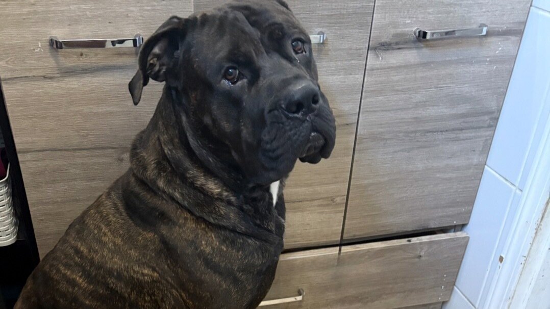 Petition · Allow my friend to keep her beloved cane corso, Chico ...