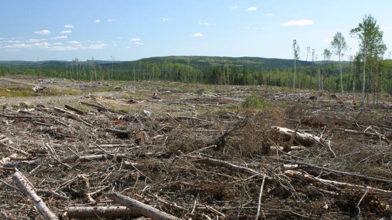 Petition · STOP deforestation and clear-cutting in the Boreal forest ...