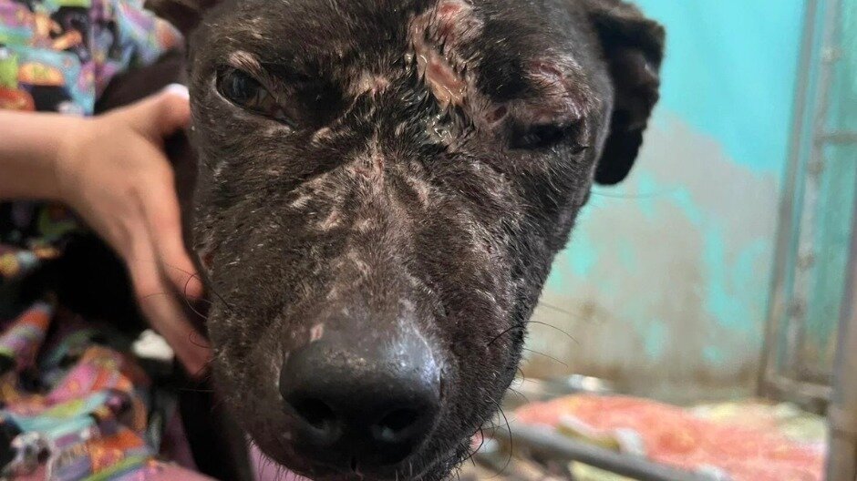 Petition update · Sign now to stand against dogfighting · Change.org ...
