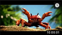Petition · Crab Rave for 10 hours - United States · Change.org