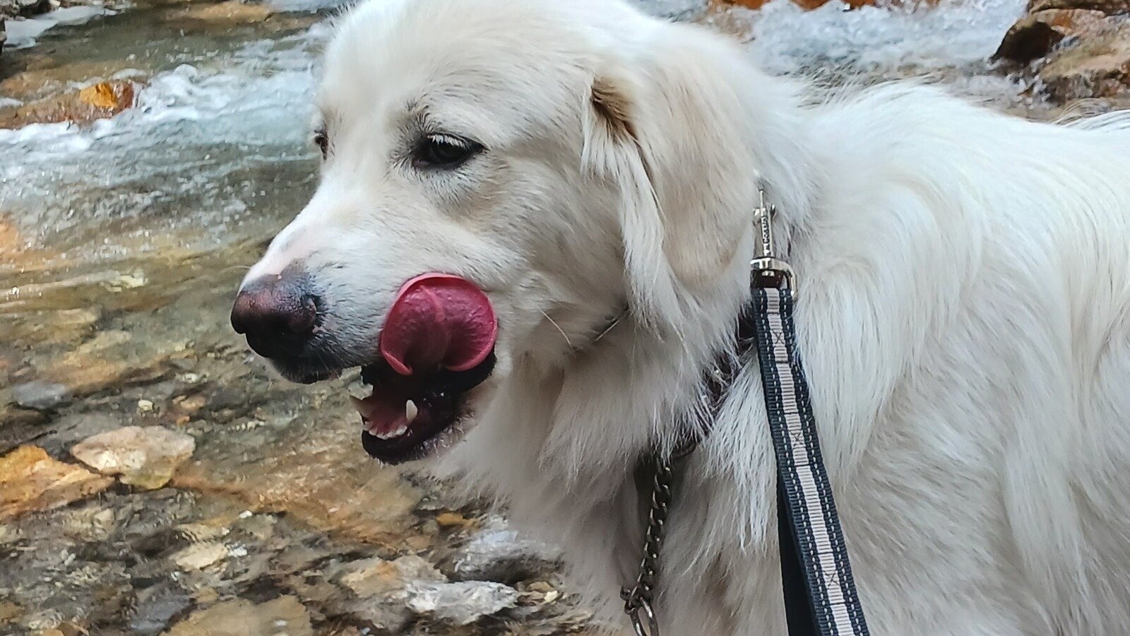 Petition · Stop dog discrimination in our rentals - Canada · Change.org