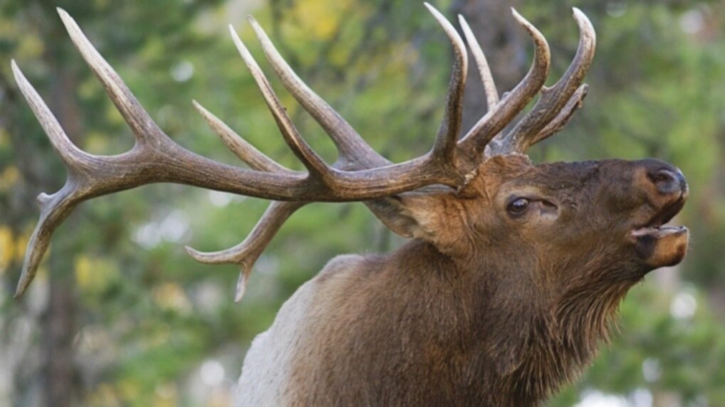 Petition · Petition for Ky Fish & Wildlife to make Pulaski Co. a no Elk ...