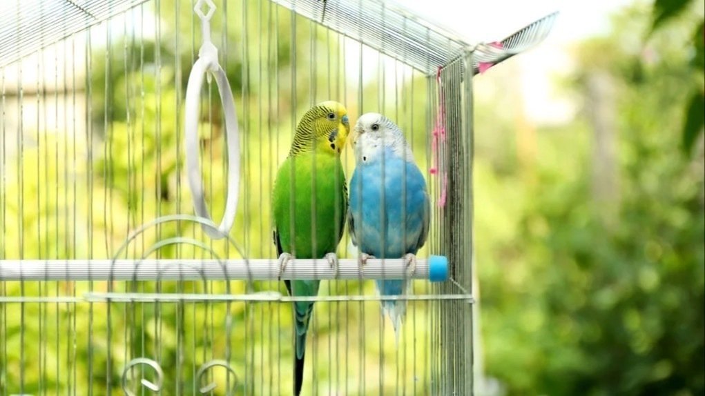 Petition · Improve Schools Aviary Living Conditions - Australia ...