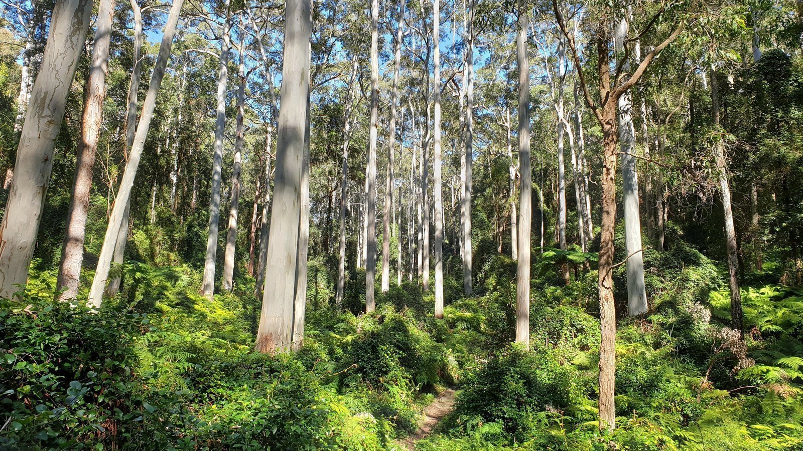 Petition · Protect rare bushland in Berowra Valley - Australia · Change.org