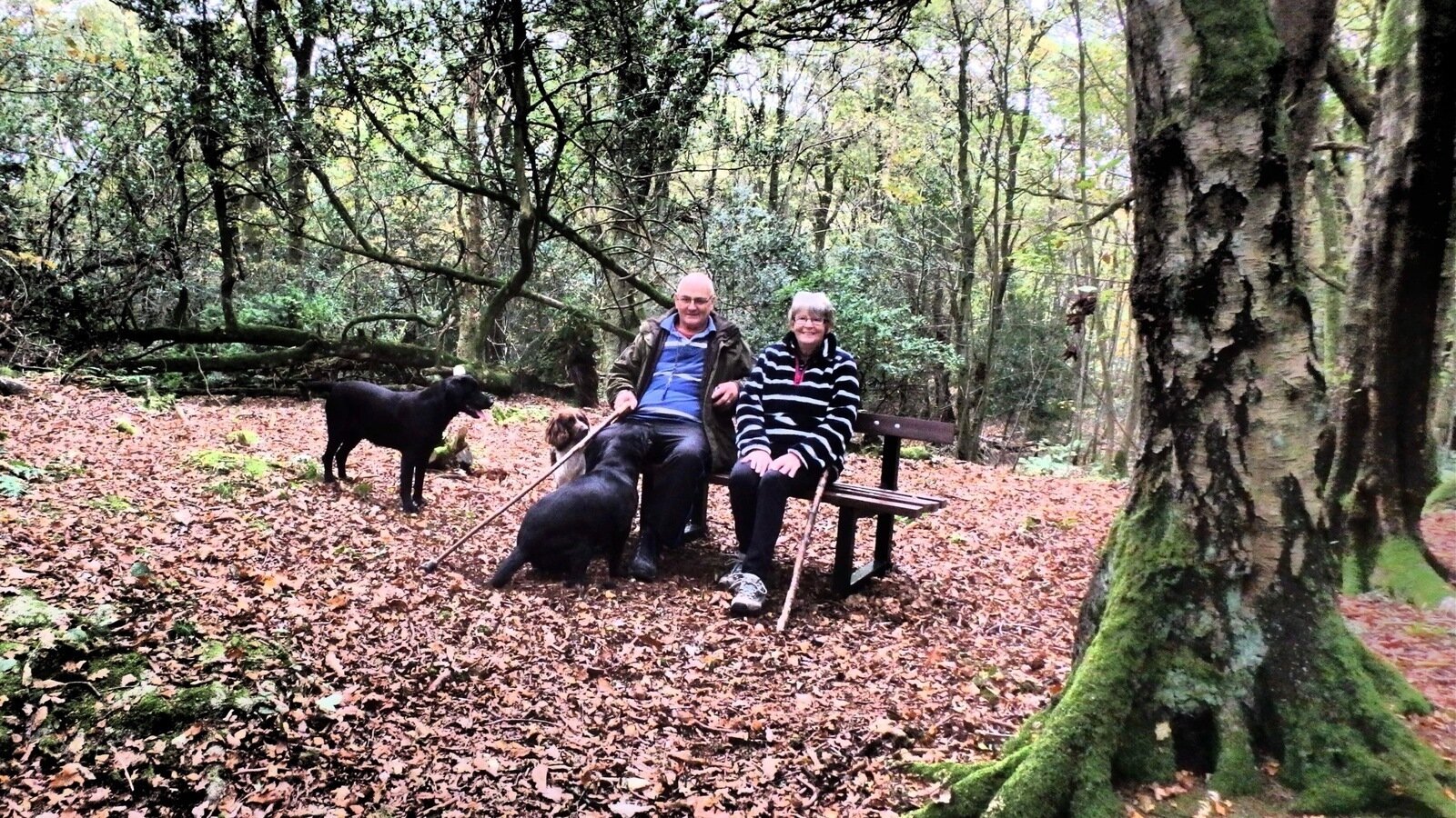 Petition · Save Dalbeattie's Rounall Wood from Private Sale ...