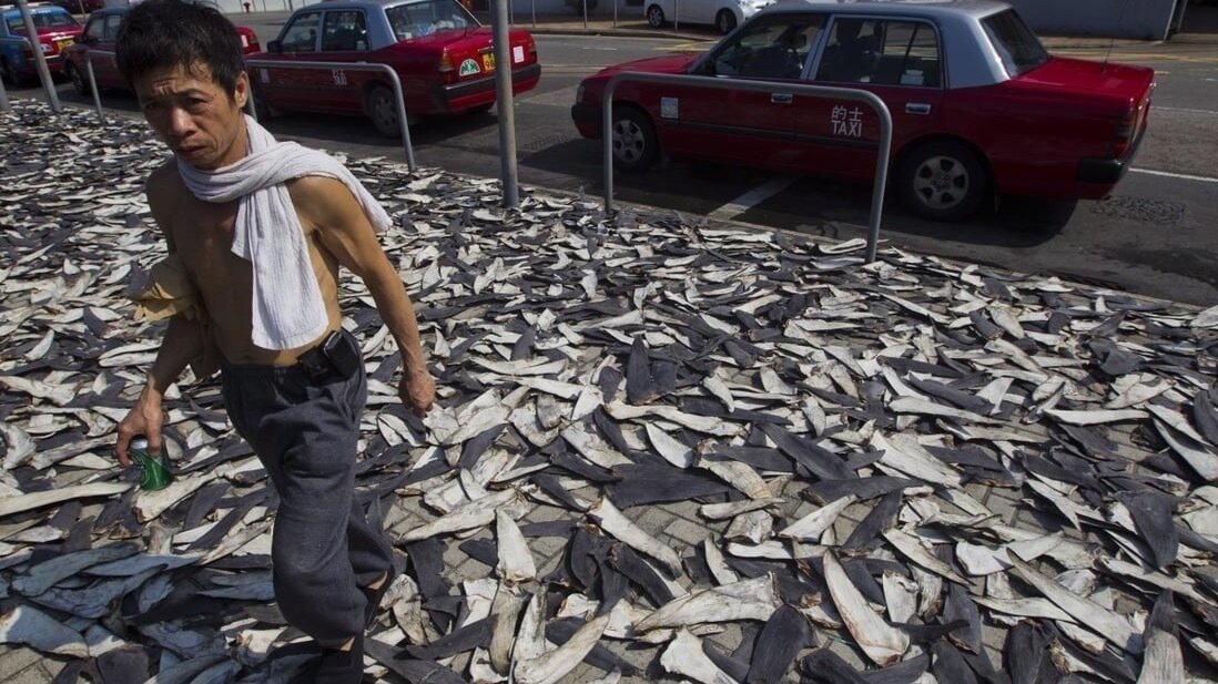 Petition · End Shark Finning to Protect Our Oceans - United States ...