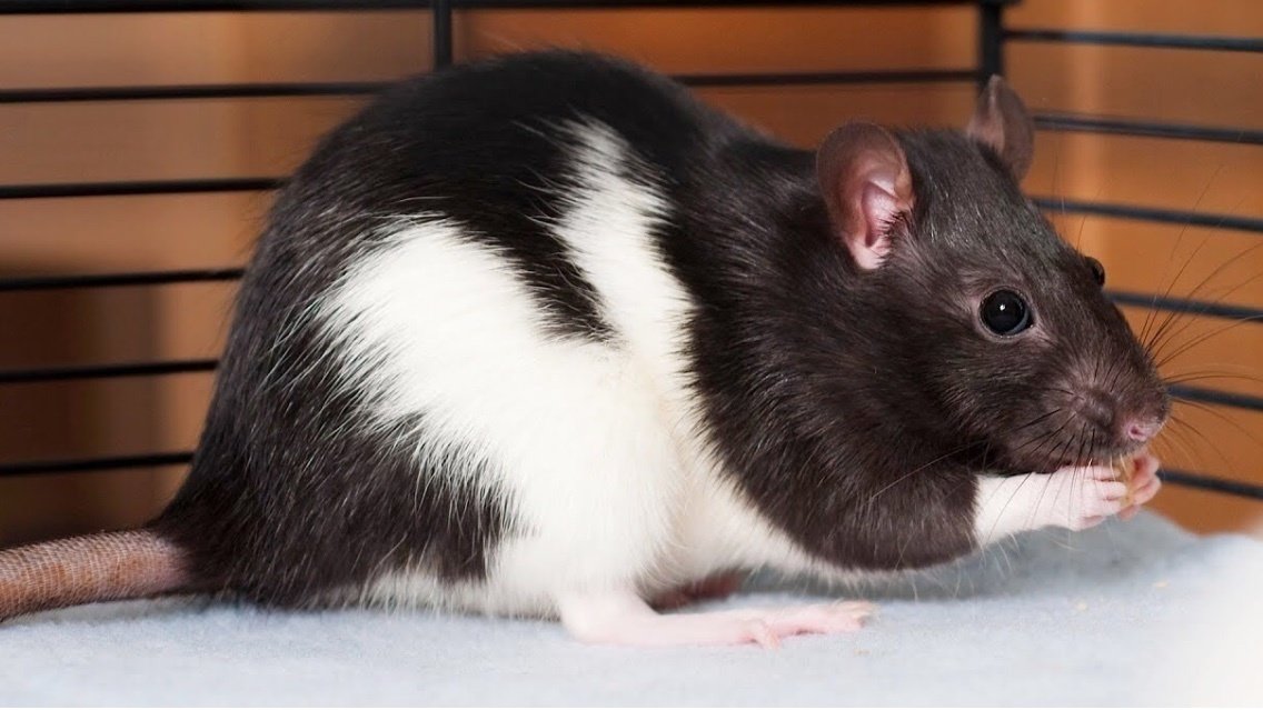 Petition · Madilyn should have a rat - United States · Change.org