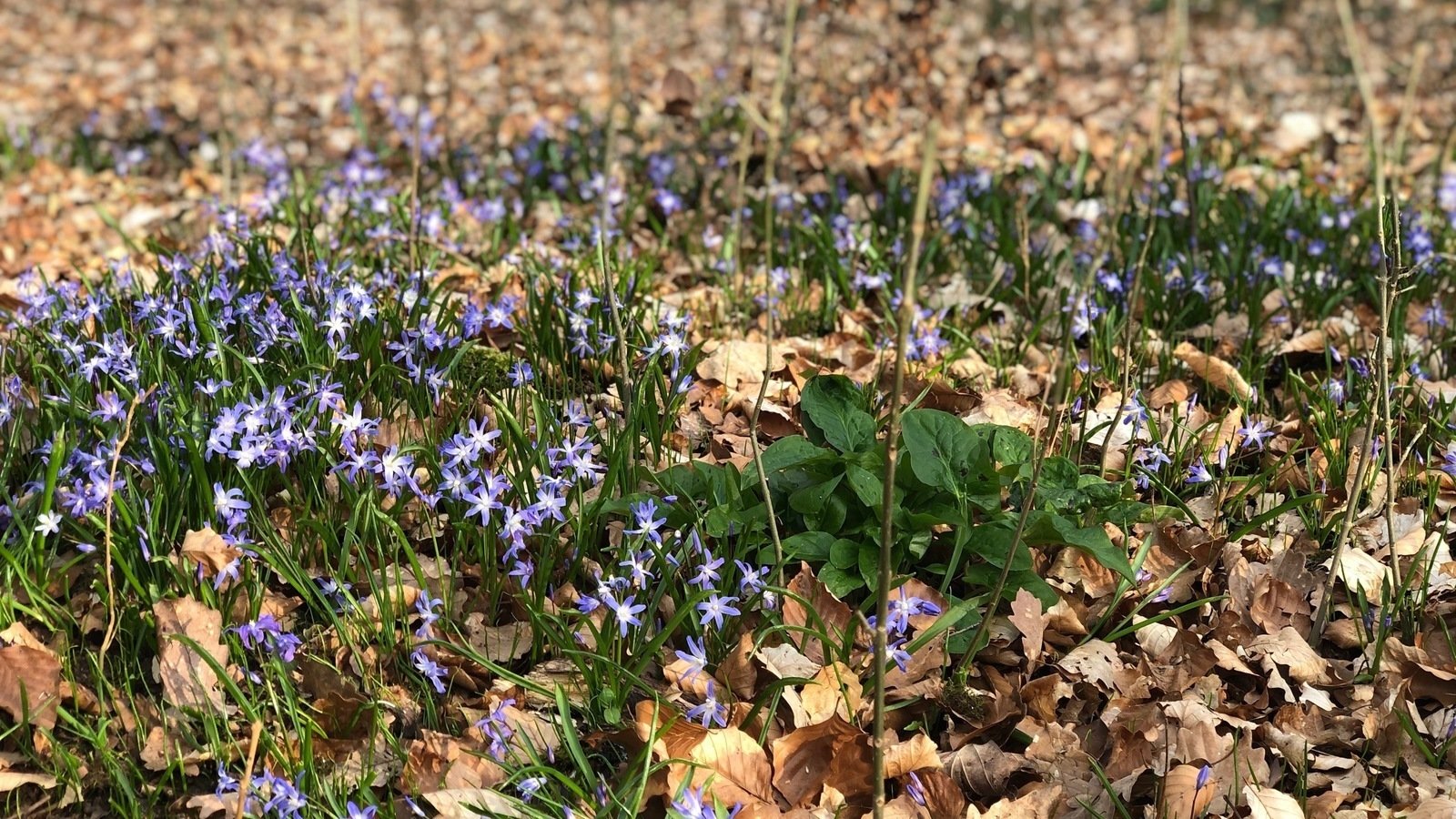 Petition · Für ein Co2 freies Frankfurt - Deutschland · Change.org
