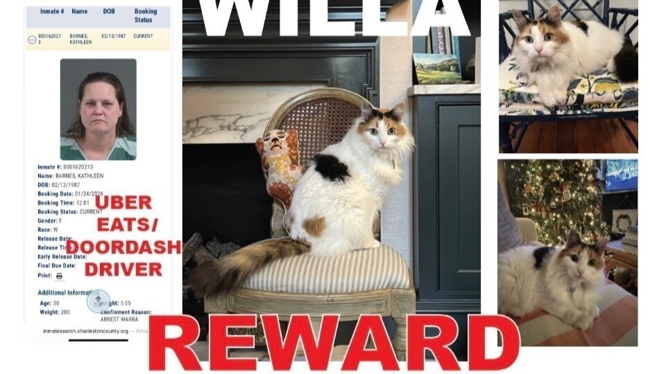 Petition · Willa the Cat - Charleston, United States · Change.org