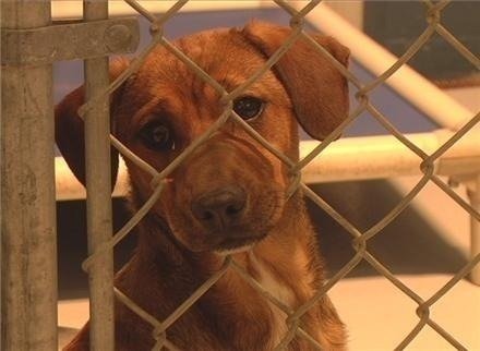 Petition · PETA (People for the Ethical Treatment of Animals): Stop ...