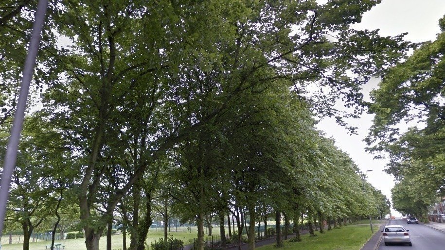 Petition · Stop the Felling of Hatton Hill Trees! - United States ...