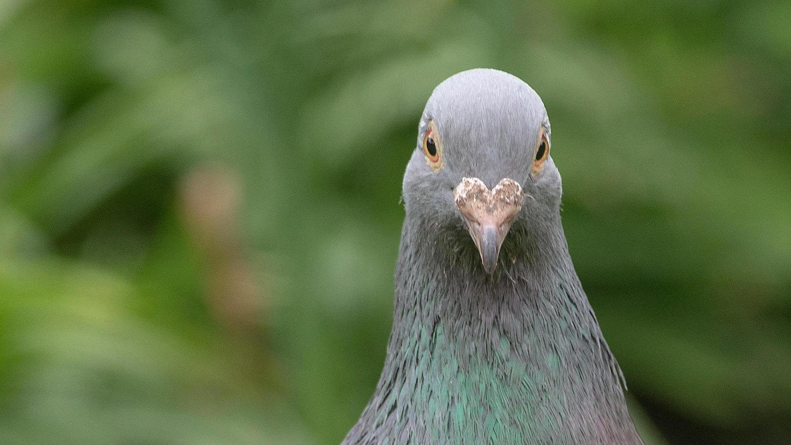 Petition · Stop the Pigeon Cull in Biggleswade - United Kingdom ...