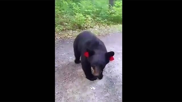 Petition · Keep Burlington Bear Alive - United States · Change.org