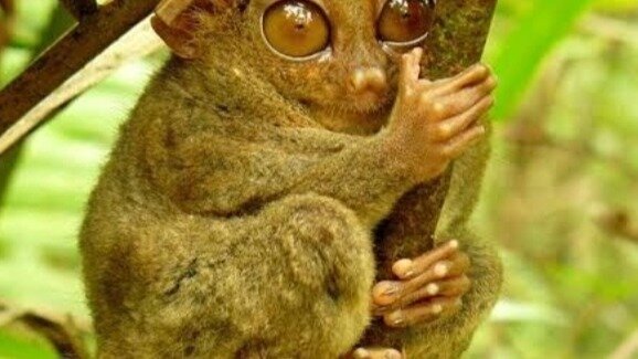 Petition · Protect and Save the Endangered Tarsiers in Bohol ...