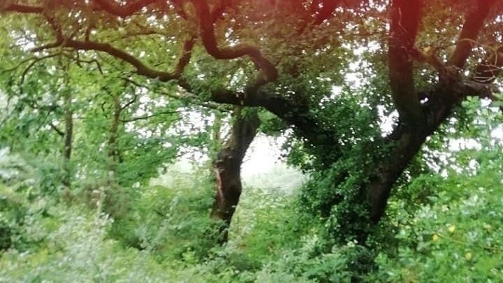 Petition · Save our Oak Trees - Carmarthen, United Kingdom · Change.org