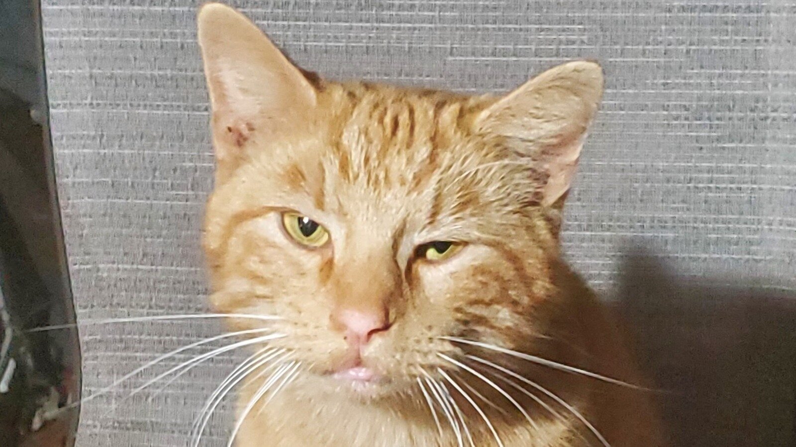 Petition · Request Chewy changes cat commercial. - United States ...