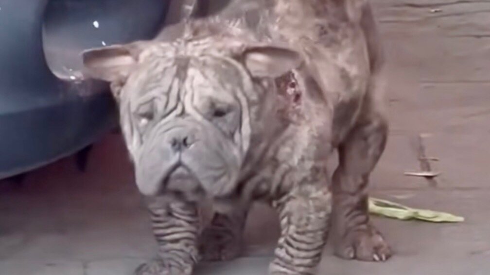 Petition · STOP UNREGULATED BREEDING AND SALES OF DOGS, CATS, BIRDS AND ...