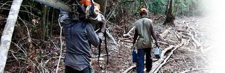 Petition · Save the Nature: Stop Illegal Logging - Philippines · Change.org