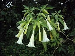 Petición · Retirar las plantas de la familia Datura, Scopolia ...