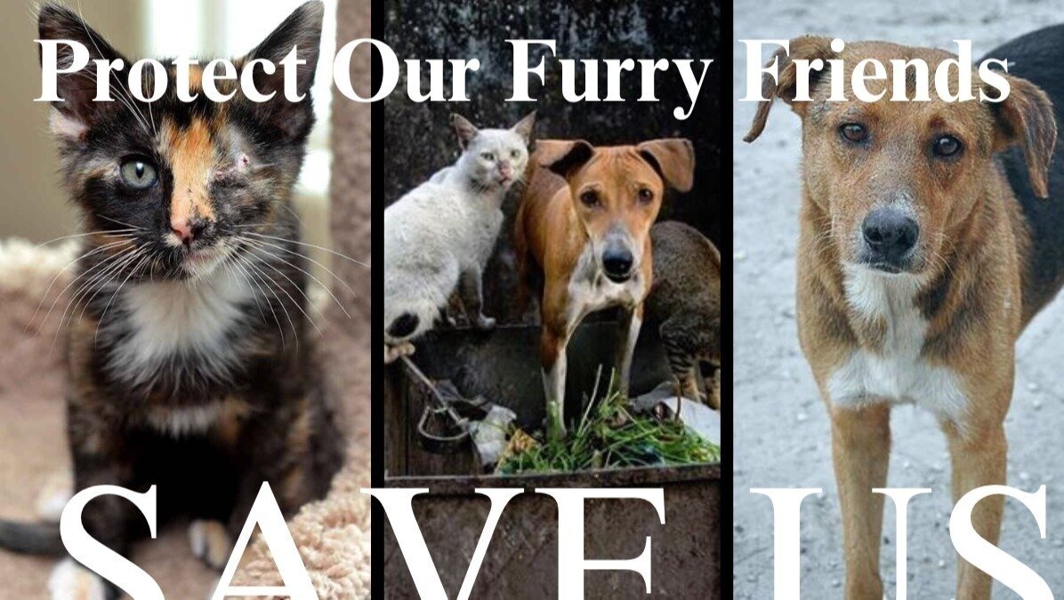 Petition · Protect Our Furry Friends - Cabucgayan, Philippines · Change.org