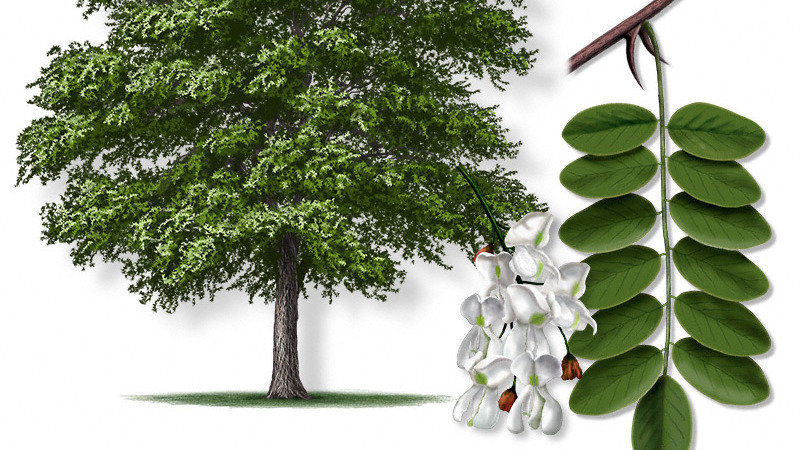 Petition · Exclude the Black Locust Tree from the banned list of ...