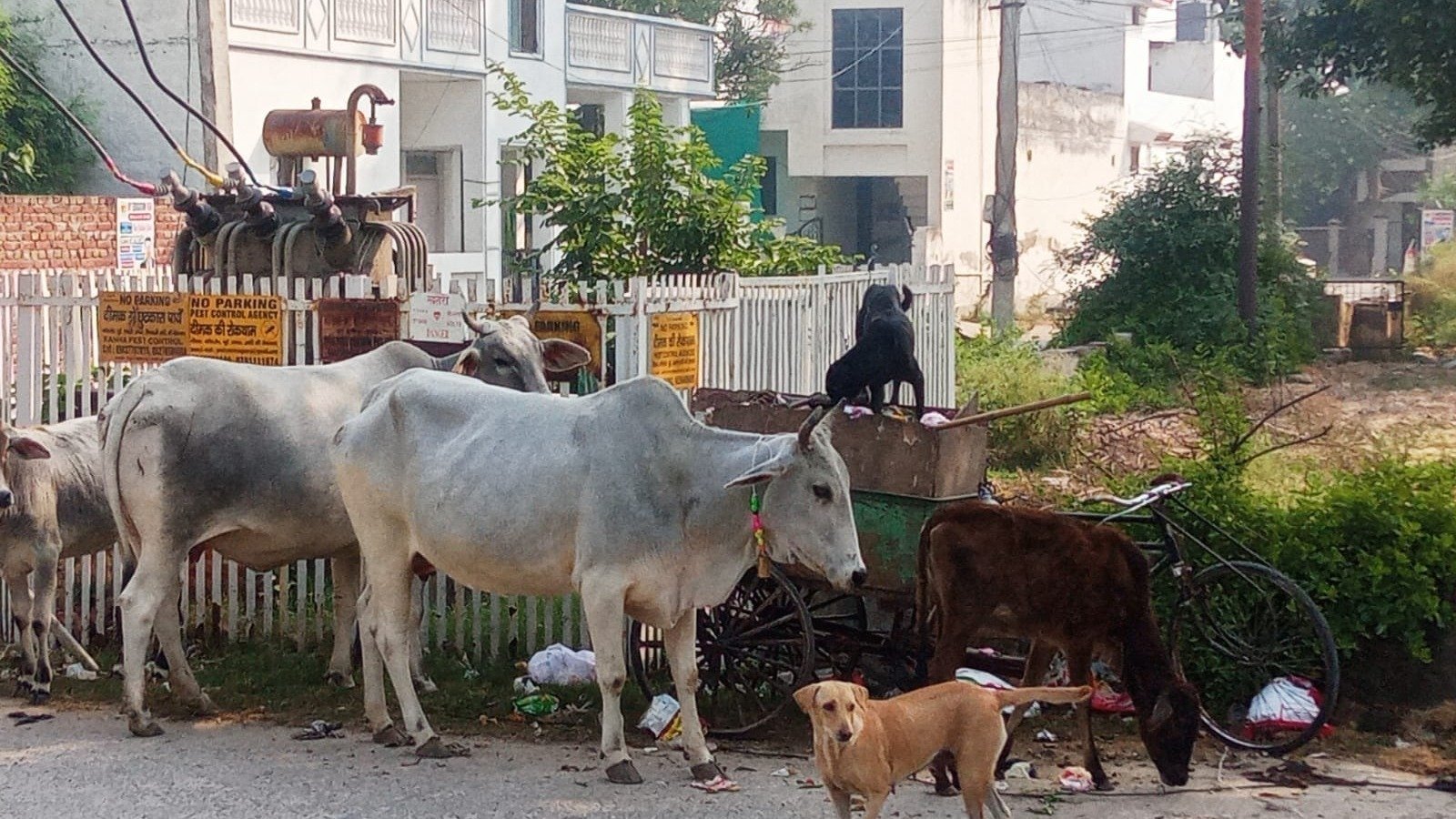 Petition · save the animals through garbage - India · Change.org