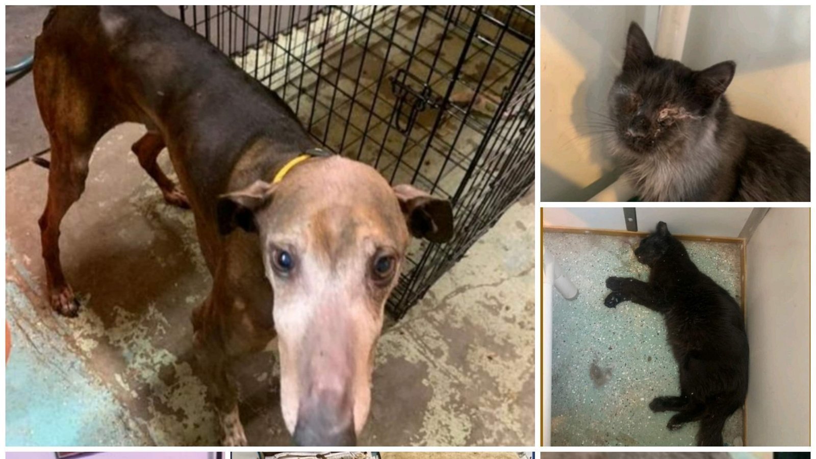 Petition · Stop Animal Cruelty In Fairbanks North Star Borough ...