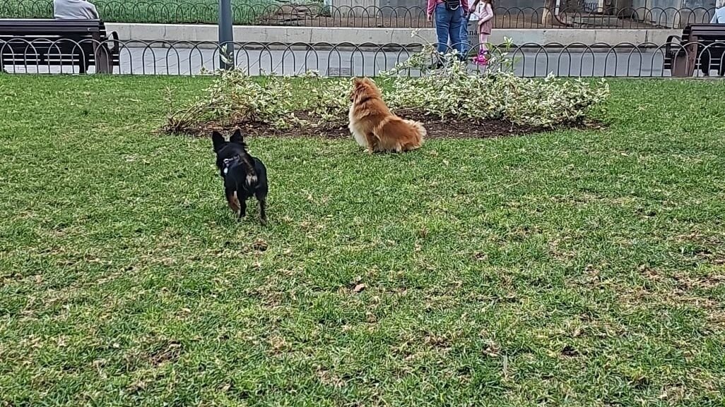Petición · Vallado pipi can perros mini San Telmo - Las Palmas de Gran ...