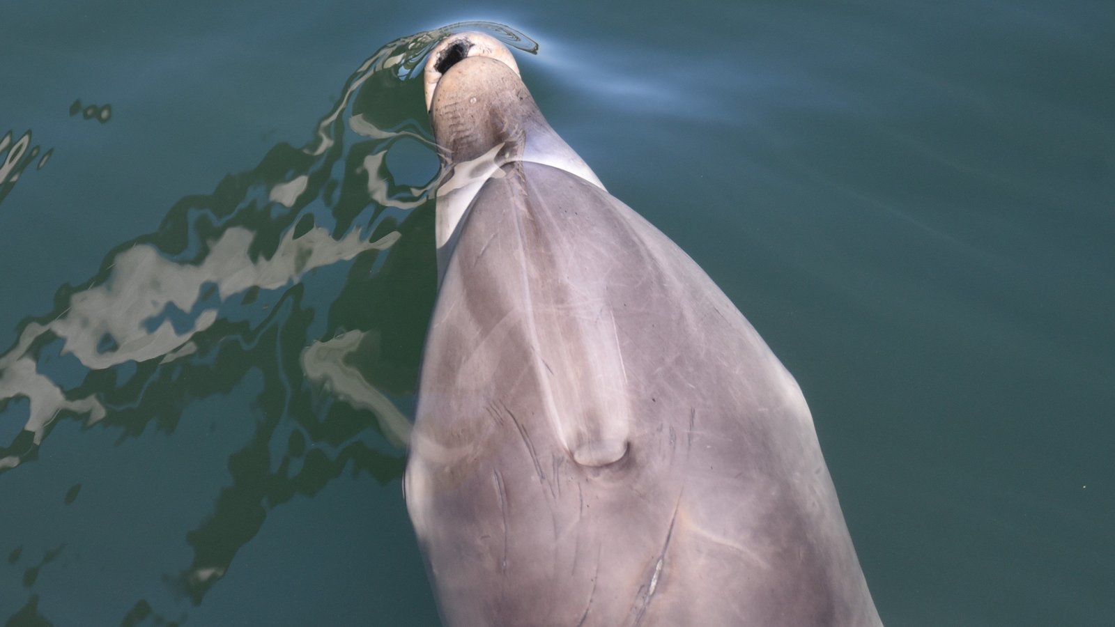 Petition · Ban of heavy gauge fishing line,squid jigs and live bait in ...