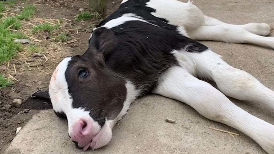 Petition · Stop the torture of animals - United States · Change.org