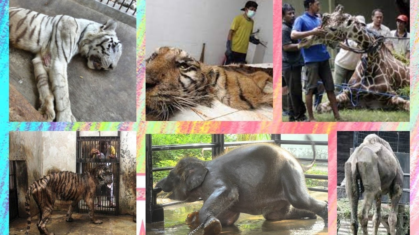 Petition · Do we need animals in Indonesia dying at this Zoo of death ...