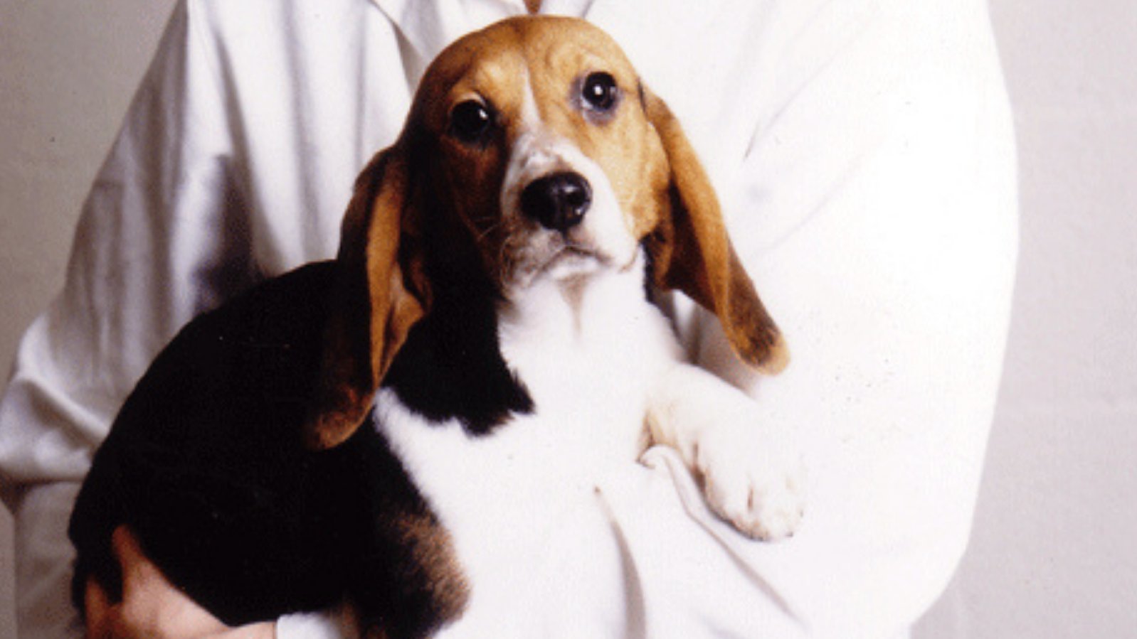 Petition · Fauci: Cancel Wasteful & Deadly Taxpayer-Funded Beagle ...